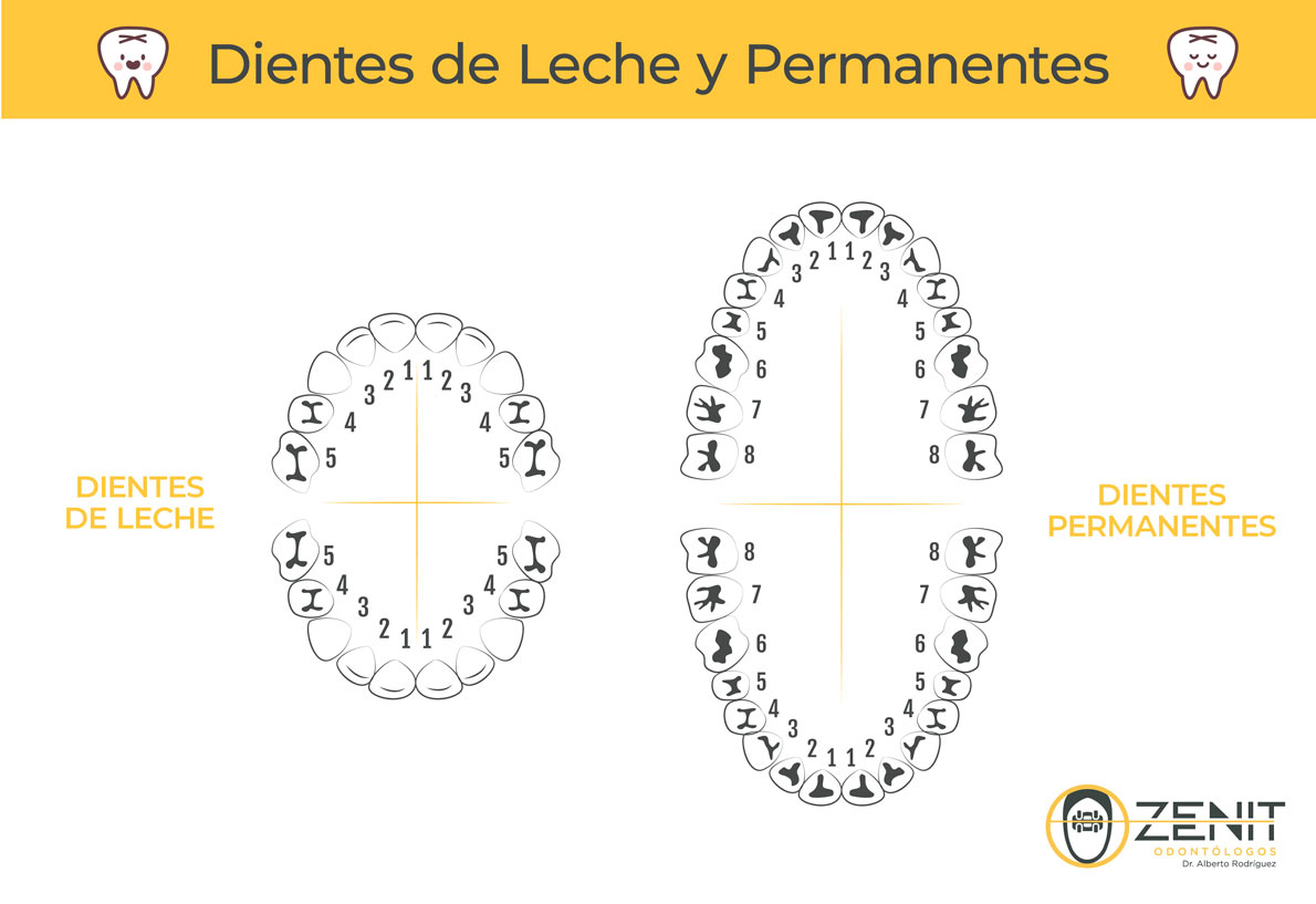 Dientes de leche: todo lo que tienes que saber - Zenit Odontólogos