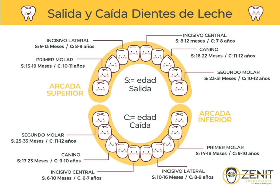 Dientes de leche: todo lo que tienes que saber - Zenit Odontólogos